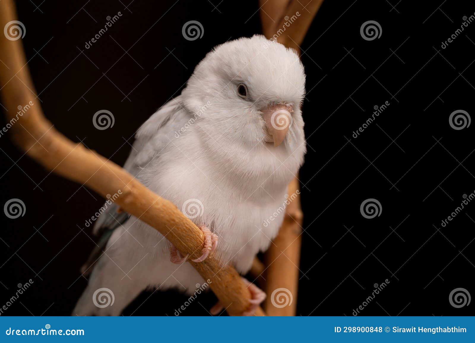 Tiny Parrot Parakeet White Forpus Bird Pacific Parrotlet Rest on Branch ...