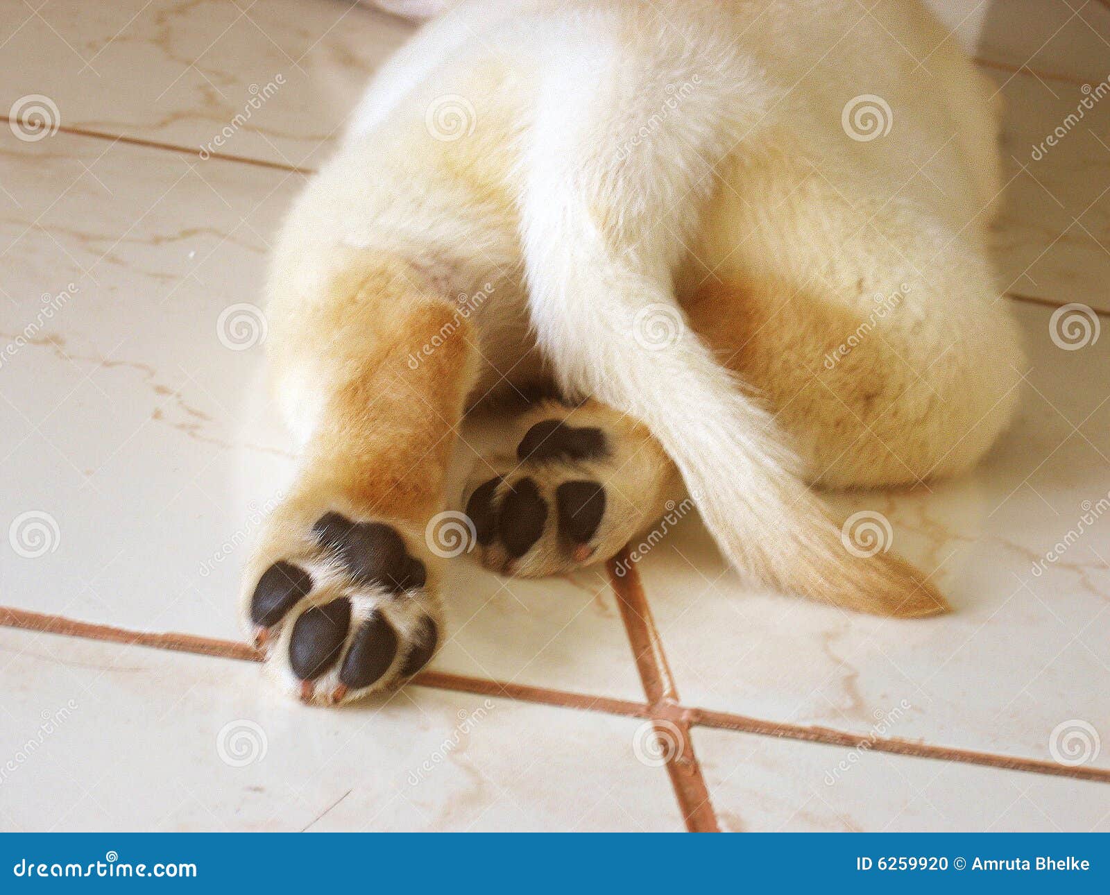 Tiny Paws stock photo. Image of labrador, puppy, paws - 6259920