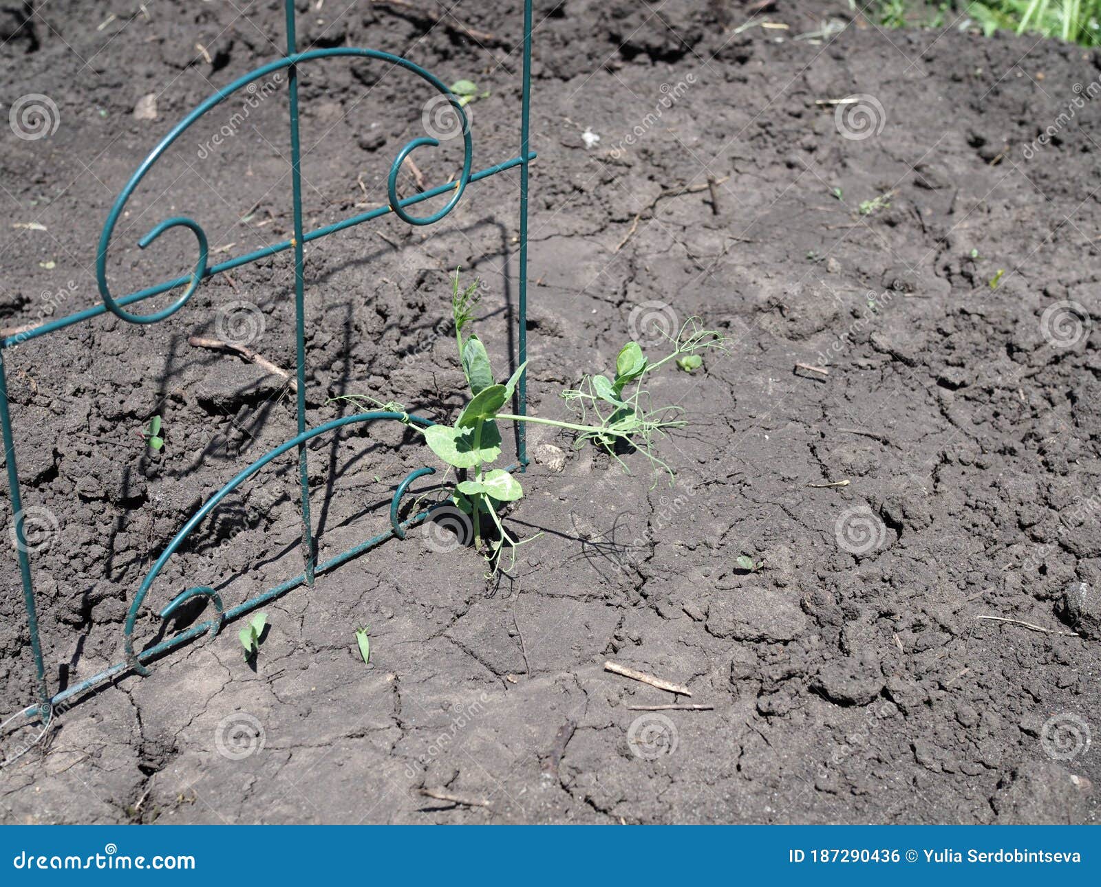 Tiny Pea Seedling Emerging from the Spring Soil Stock Photo - Image of ...