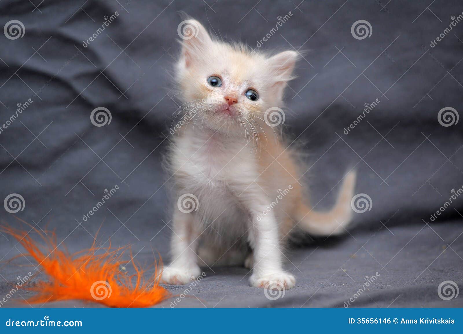 Tiny peach kitten stock photo. Image of color, hair, mammal - 35656146