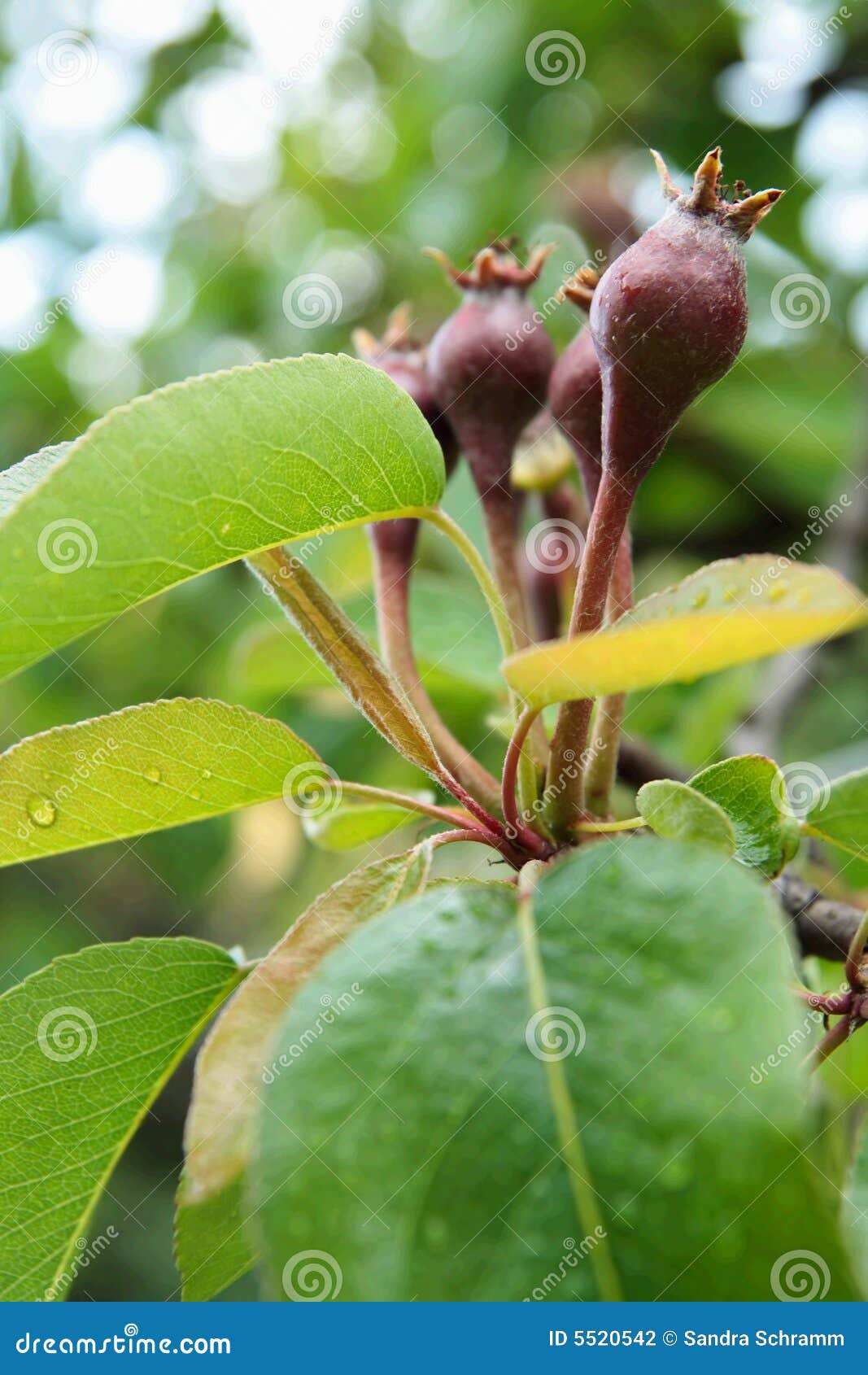 Tiny pears stock photo. Image of tree, sour, vitamins - 5520542
