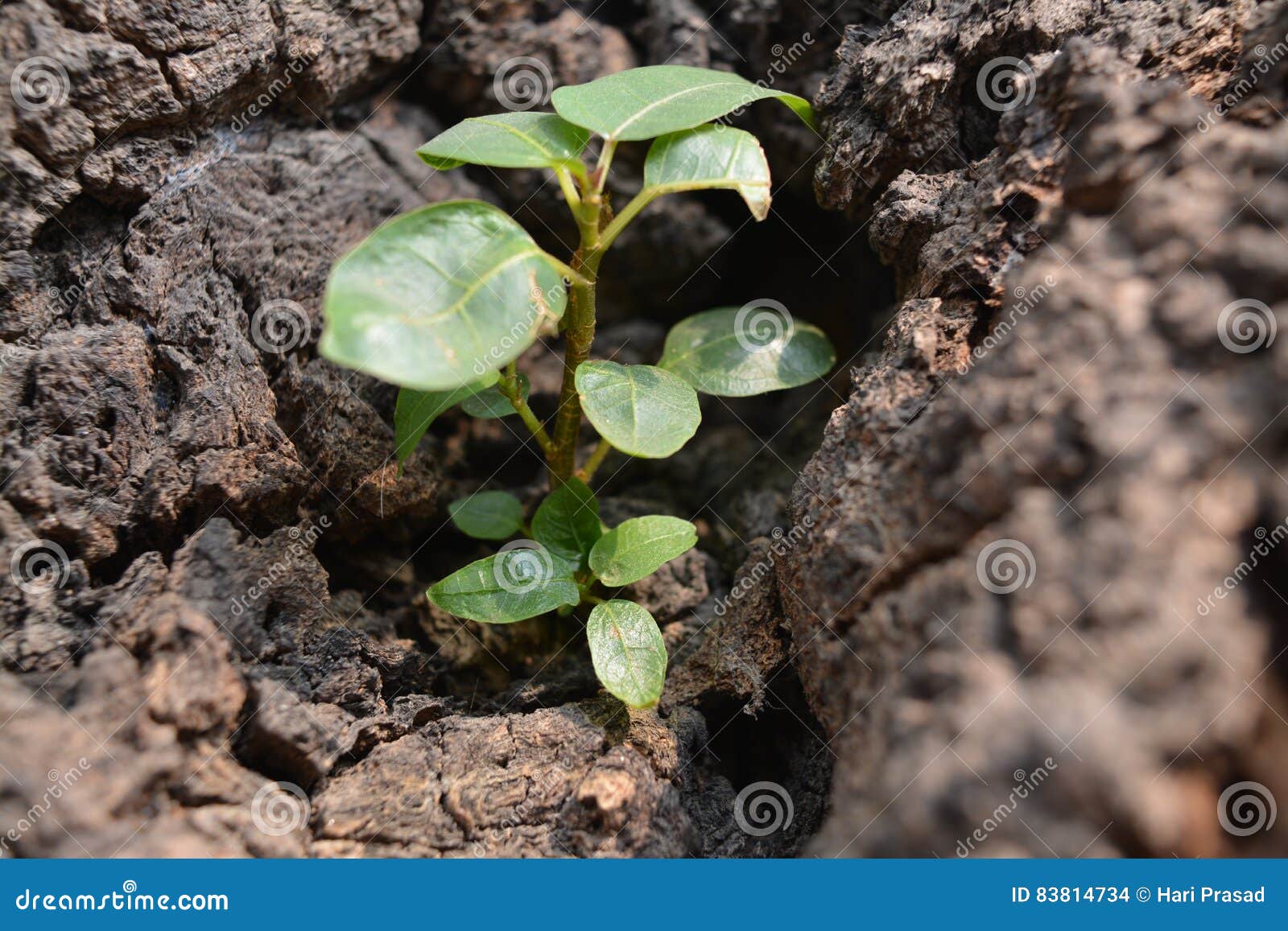 Tiny peepal plant stock photo. Image of tree, tiny, growing - 83814734