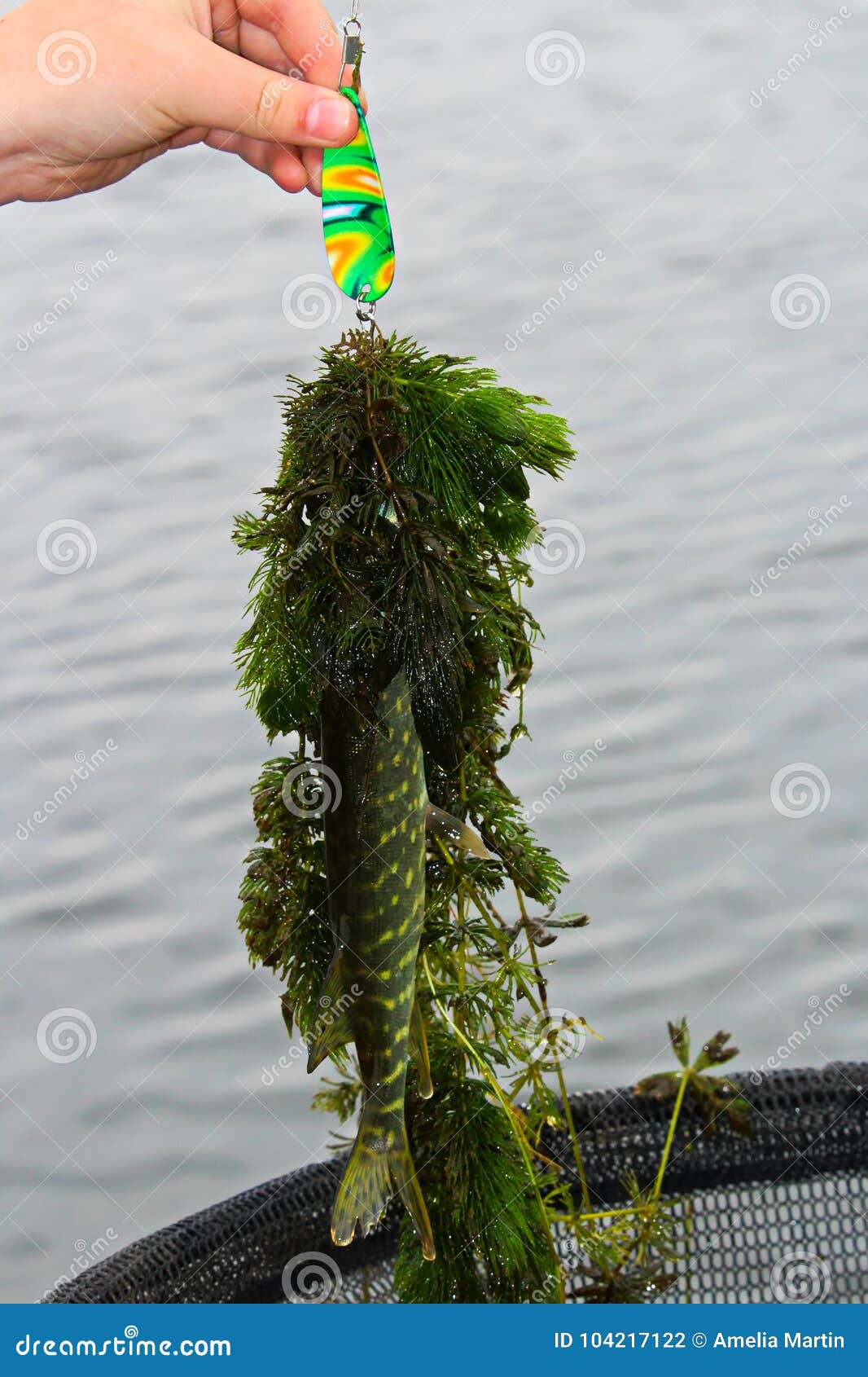 A Tiny Pike Brought in with a Pile of Weeds Stock Photo - Image of ...