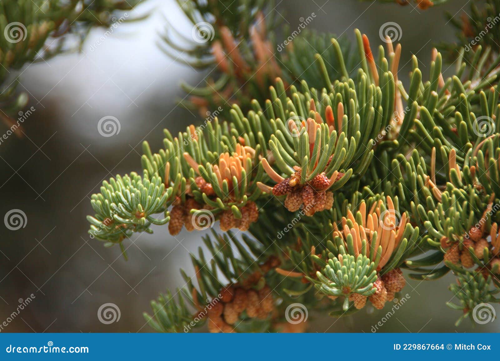 Tiny Pine Cone Clusters 2 stock photo. Image of branch - 229867664