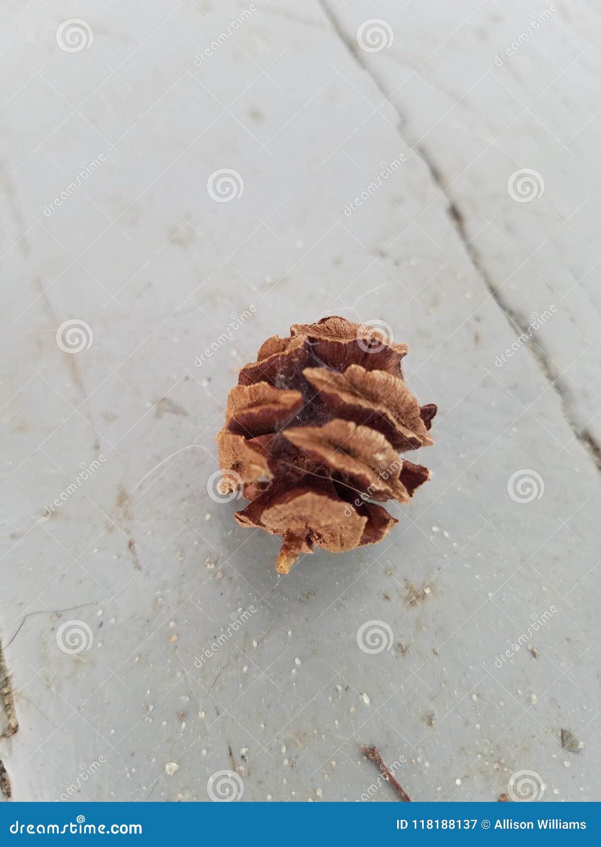 Tiny pine cone stock image. Image of tiny, porch, lying - 118188137