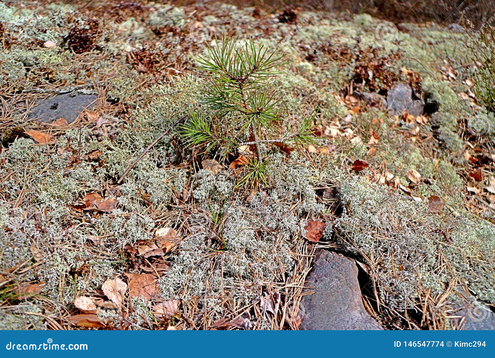 A Tiny Pine Tree Sprout Surrounded by Thick Moss. Stock Photo - Image ...