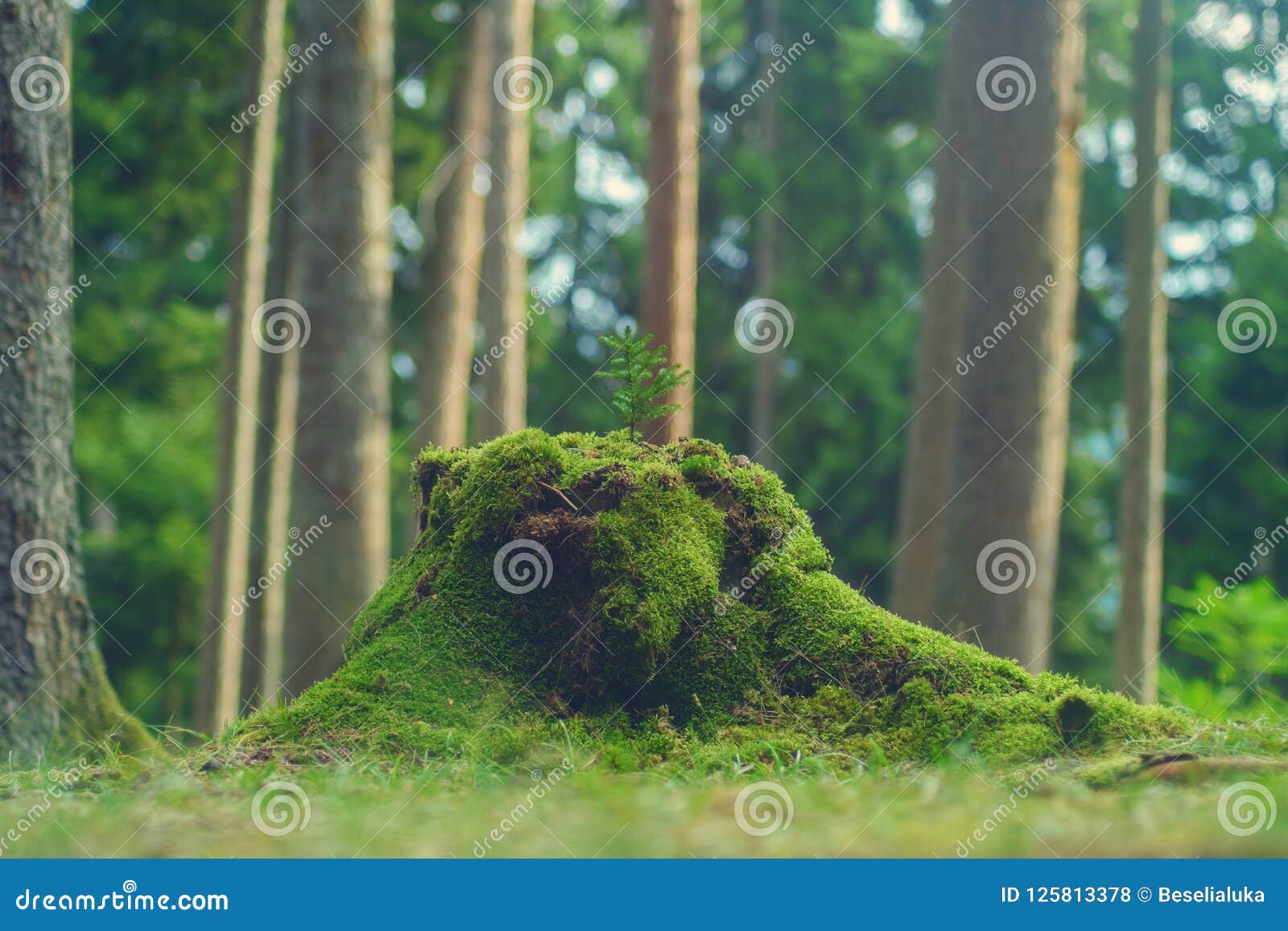 Wood stub stock photo. Image of natural, ground, background - 125813378