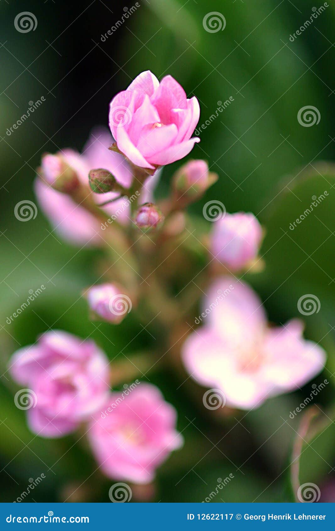 Tiny Pink stock image. Image of blossom, flowers, outdoors - 12622117