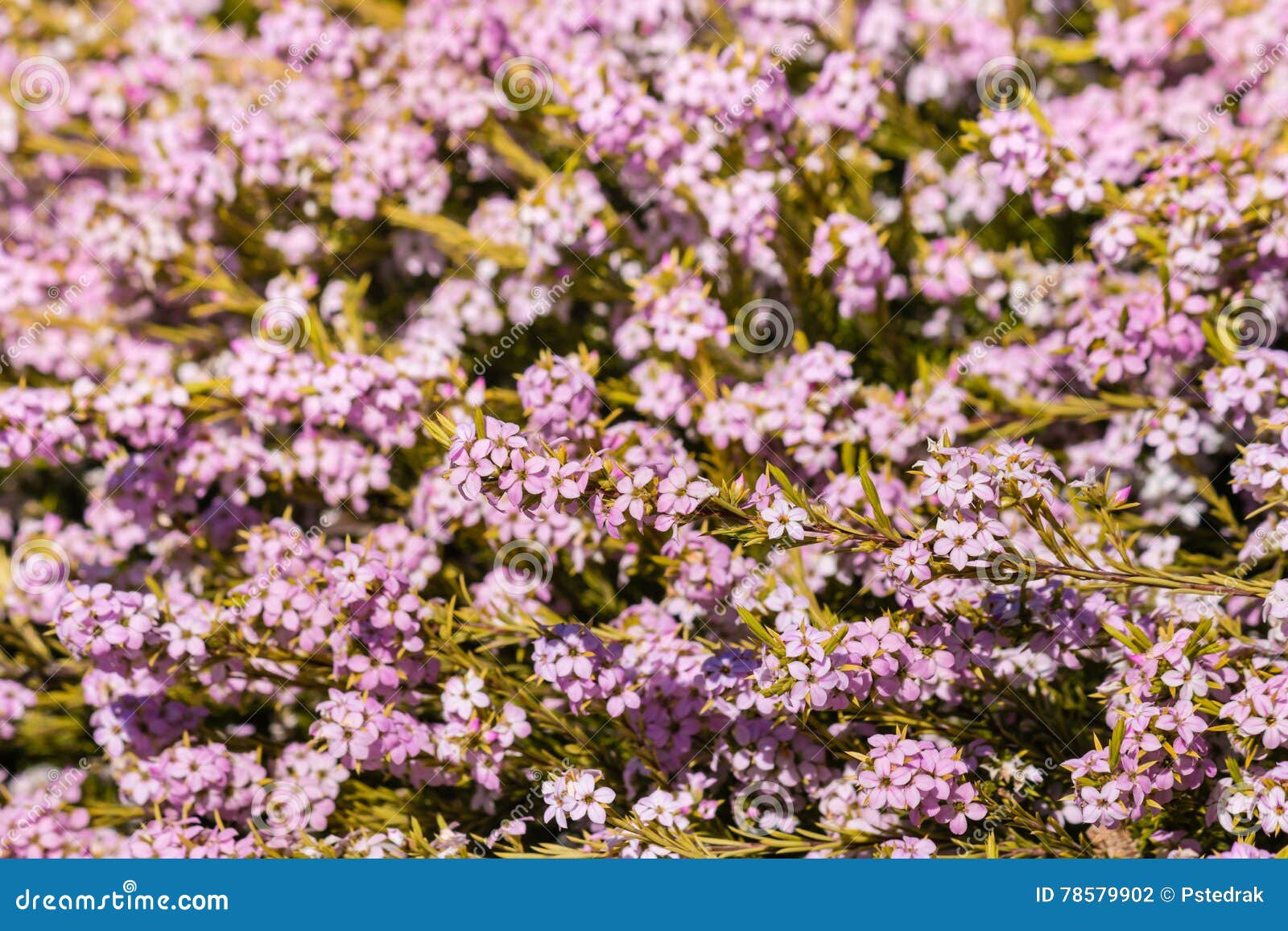 Tiny Pink Bush Flowers in Bloom Stock Photo - Image of flowers, bush ...