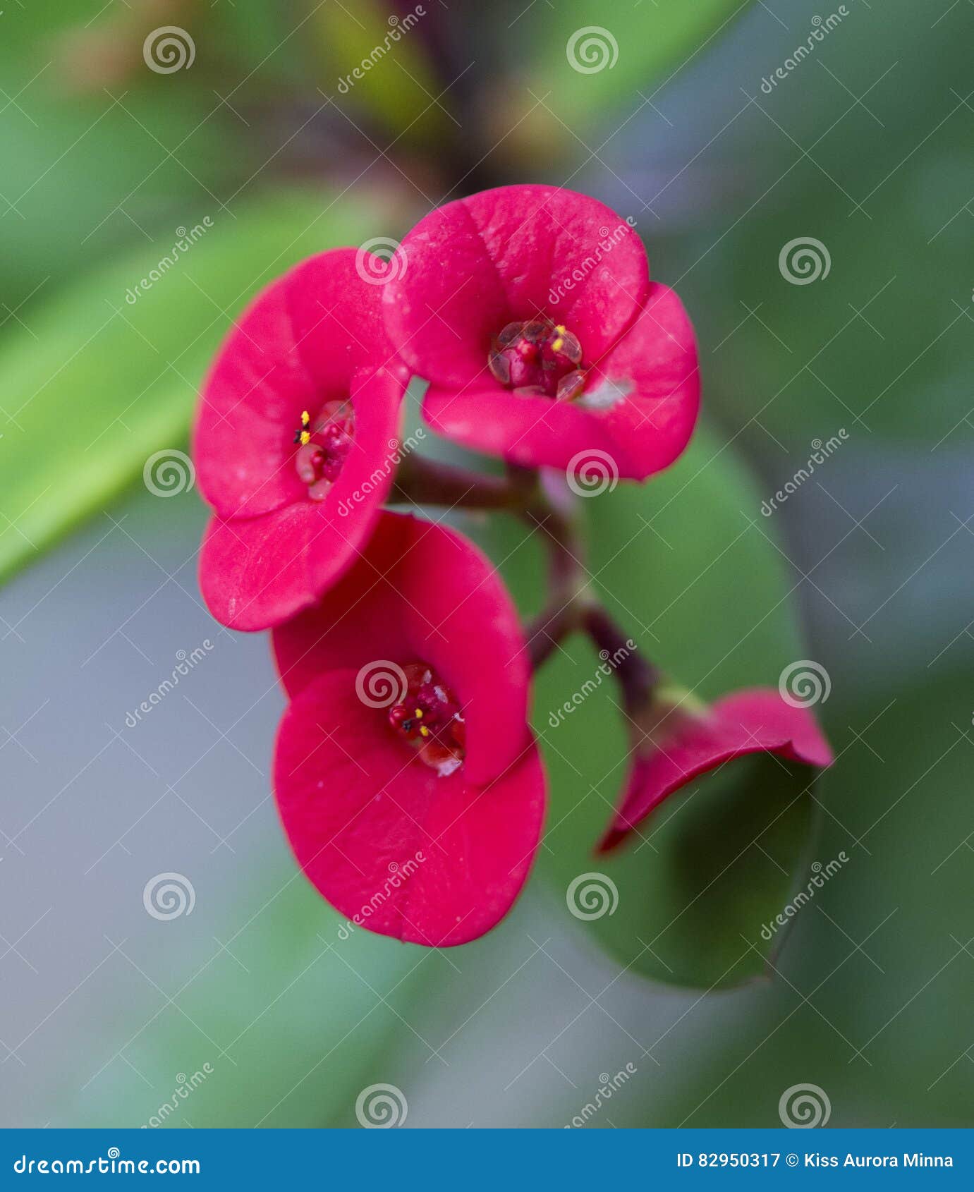 Tiny pink flower stock image. Image of macro, pink, tiny - 82950317