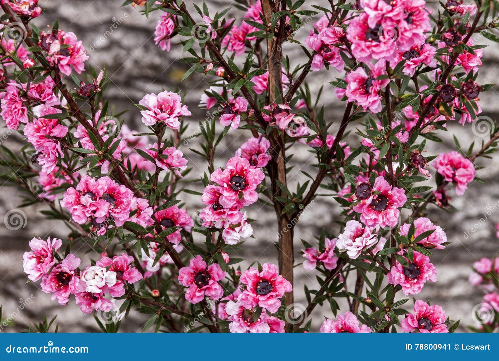 Tiny Pink Flowers of the Australian Tea Bush Stock Image - Image of ...