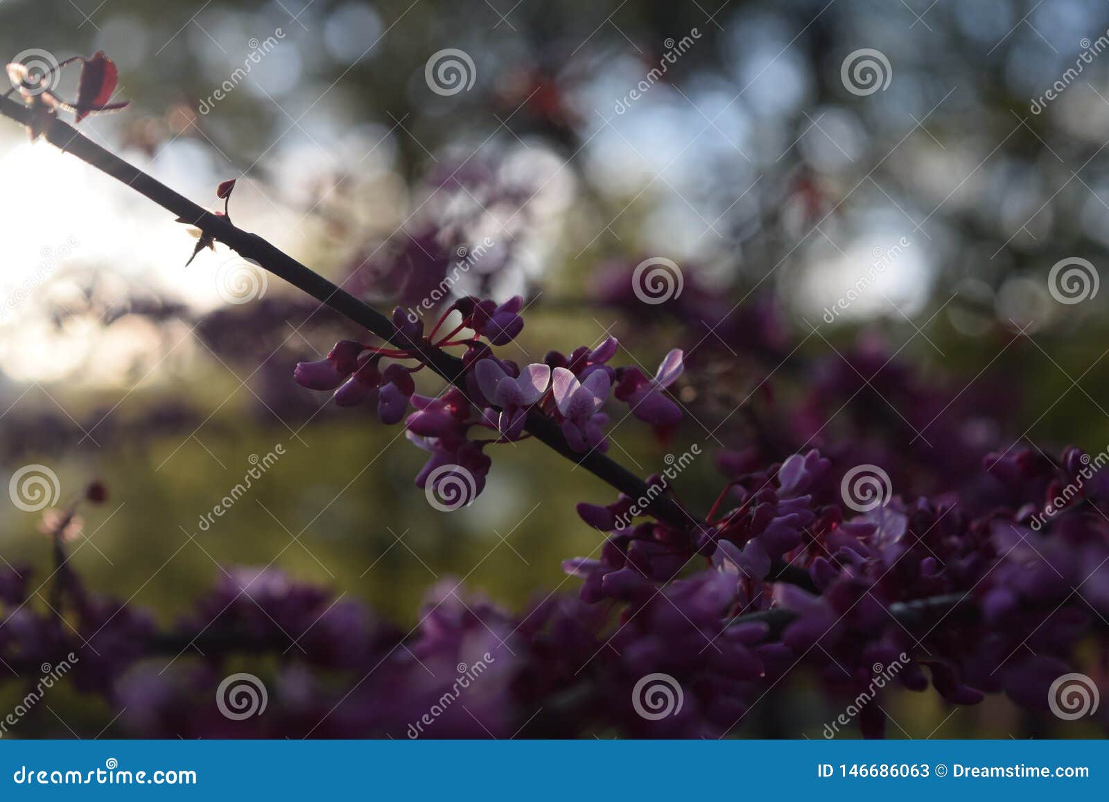 Tiny Flowers Blooming in the Spring Stock Image - Image of field ...
