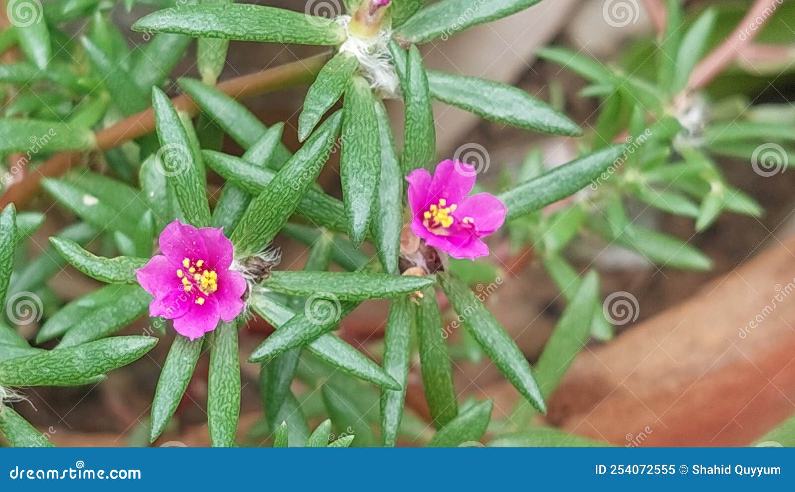 Tiny Pink Flowers Blooming in Outdoor Stock Image - Image of flower ...