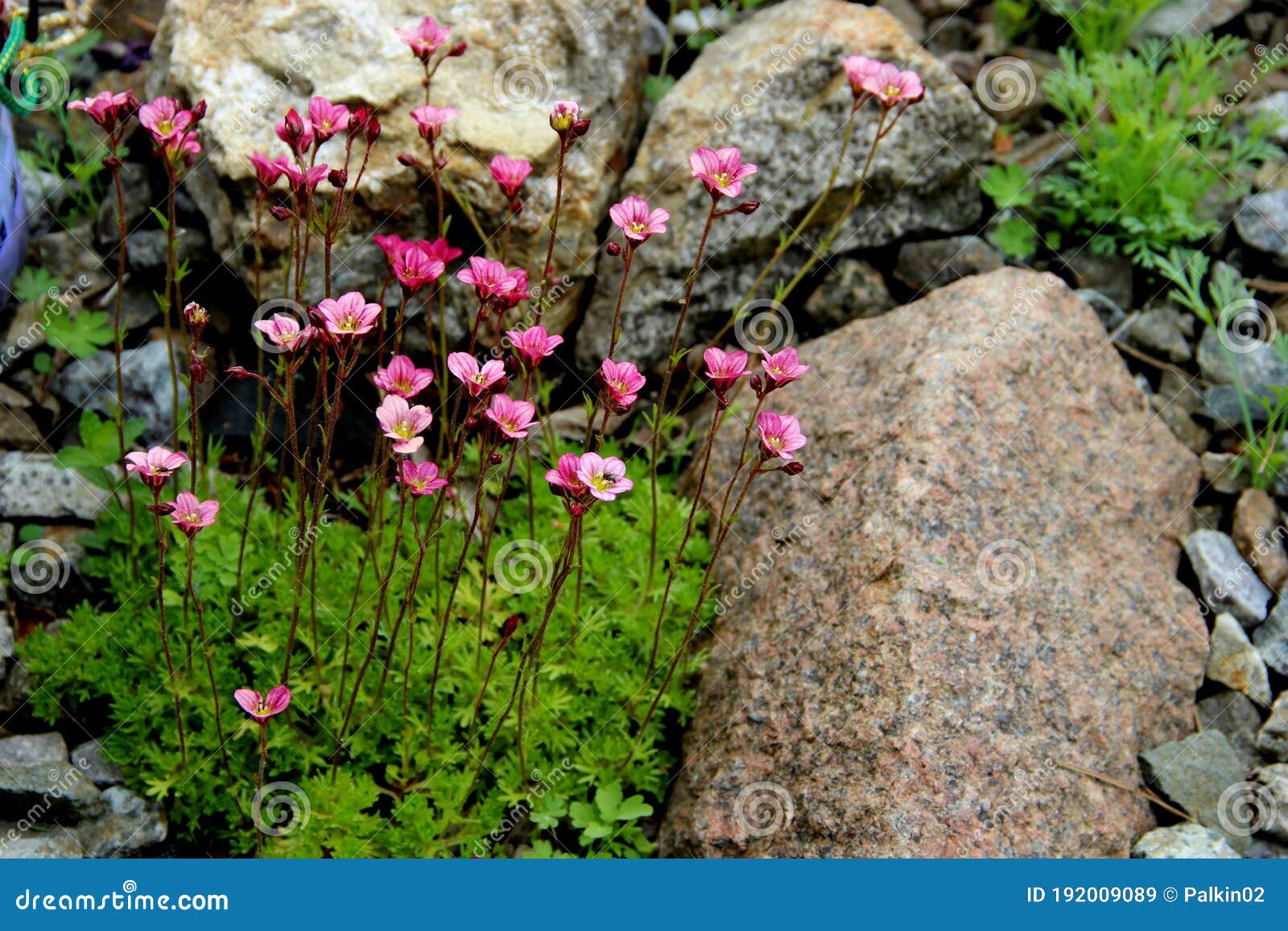 Tiny Pink Flowers on Long Stems Surrounded by Stones Stock Image ...
