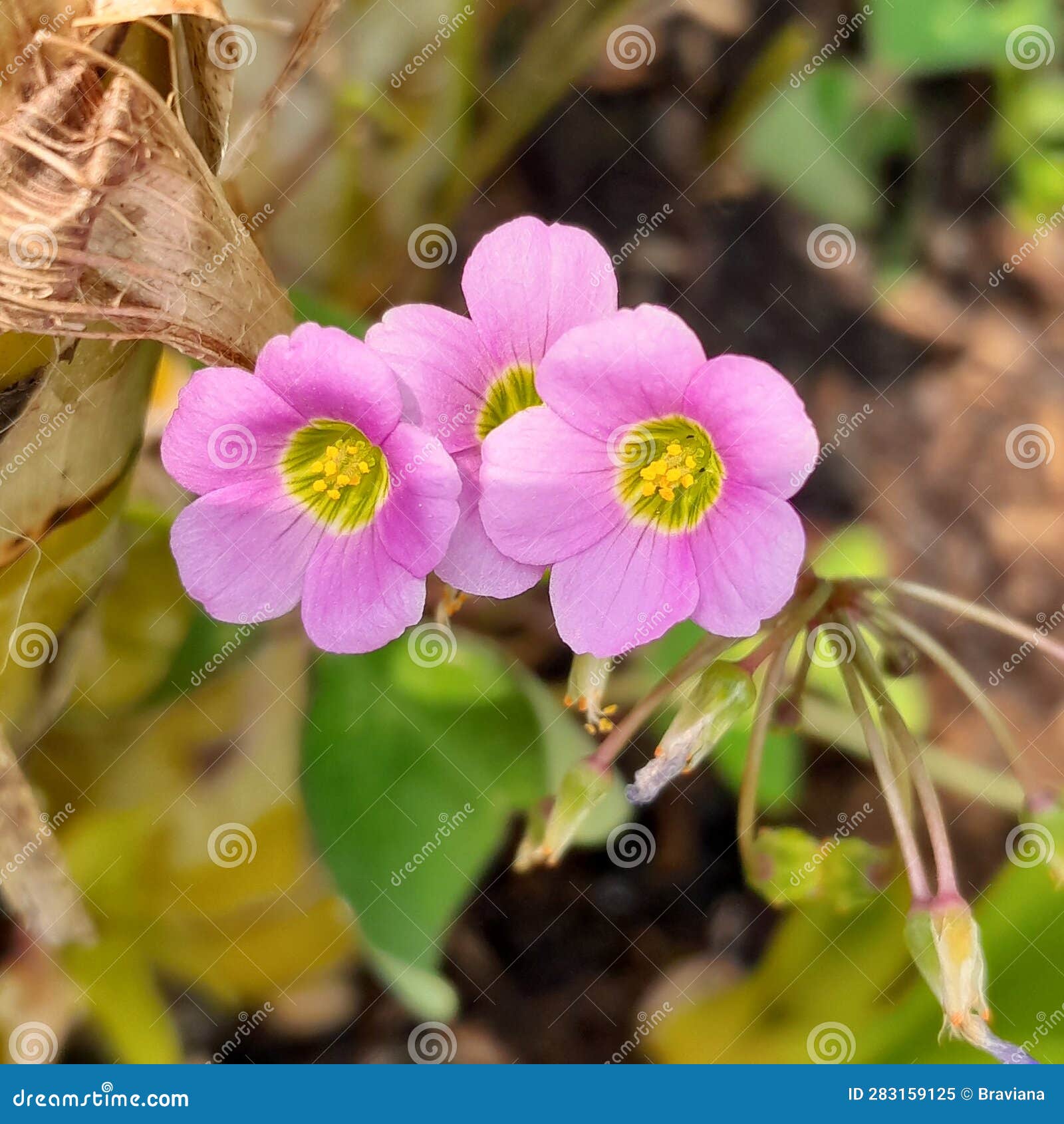 Tiny pink flowers of weeds stock image. Image of weed - 283159125