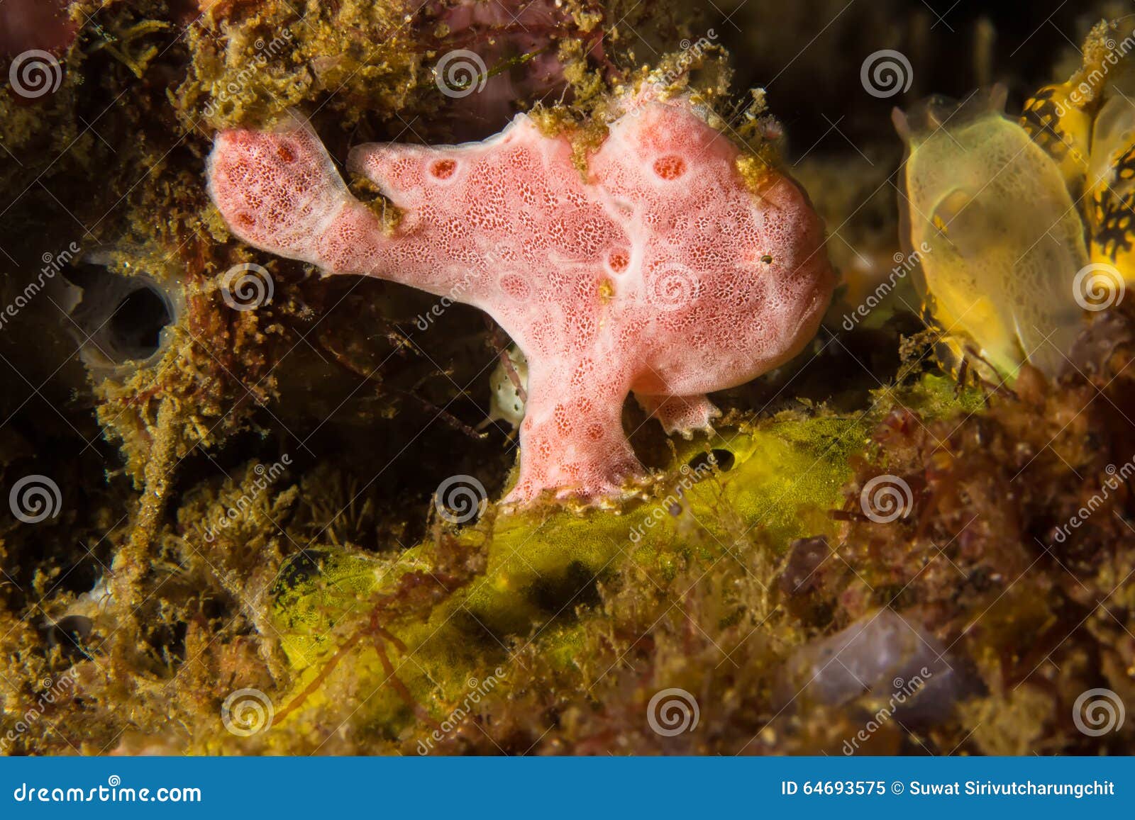 Tiny Pink Frogfish stock image. Image of scuba, diving - 64693575