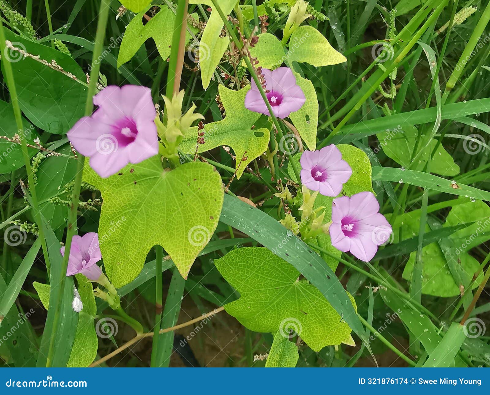Tiny Pink Ipomoea Triloba Flower in the Wild Meadow. Stock Photo ...