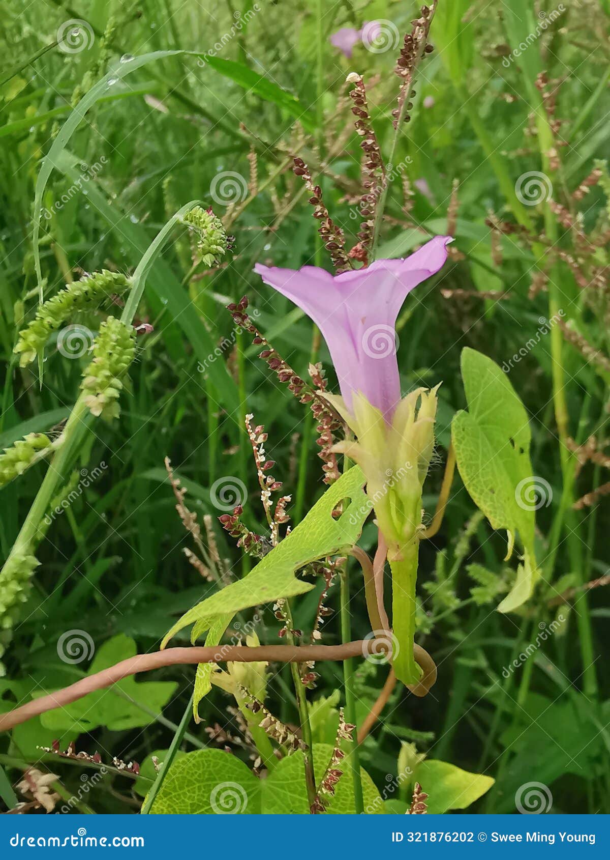 Tiny Pink Ipomoea Triloba Flower in the Wild Meadow. Stock Photo ...