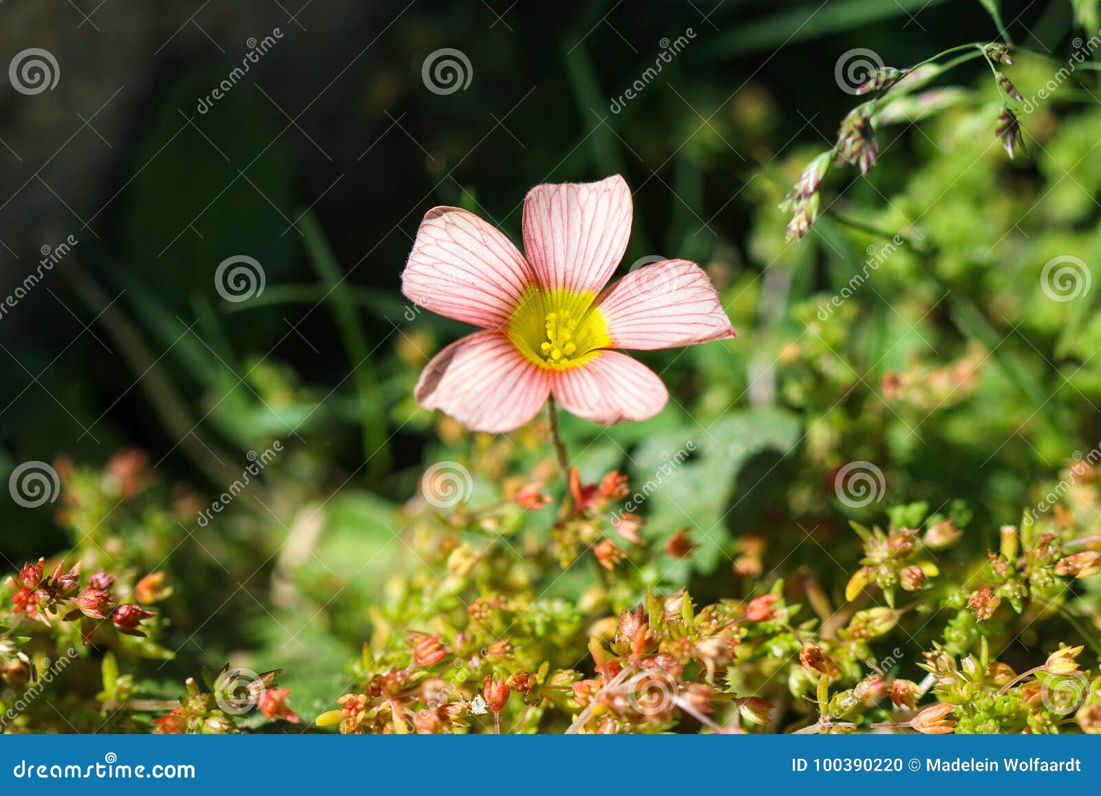 Tiny Pink/peach Color Flower Close-up in a Field Stock Photo - Image of ...