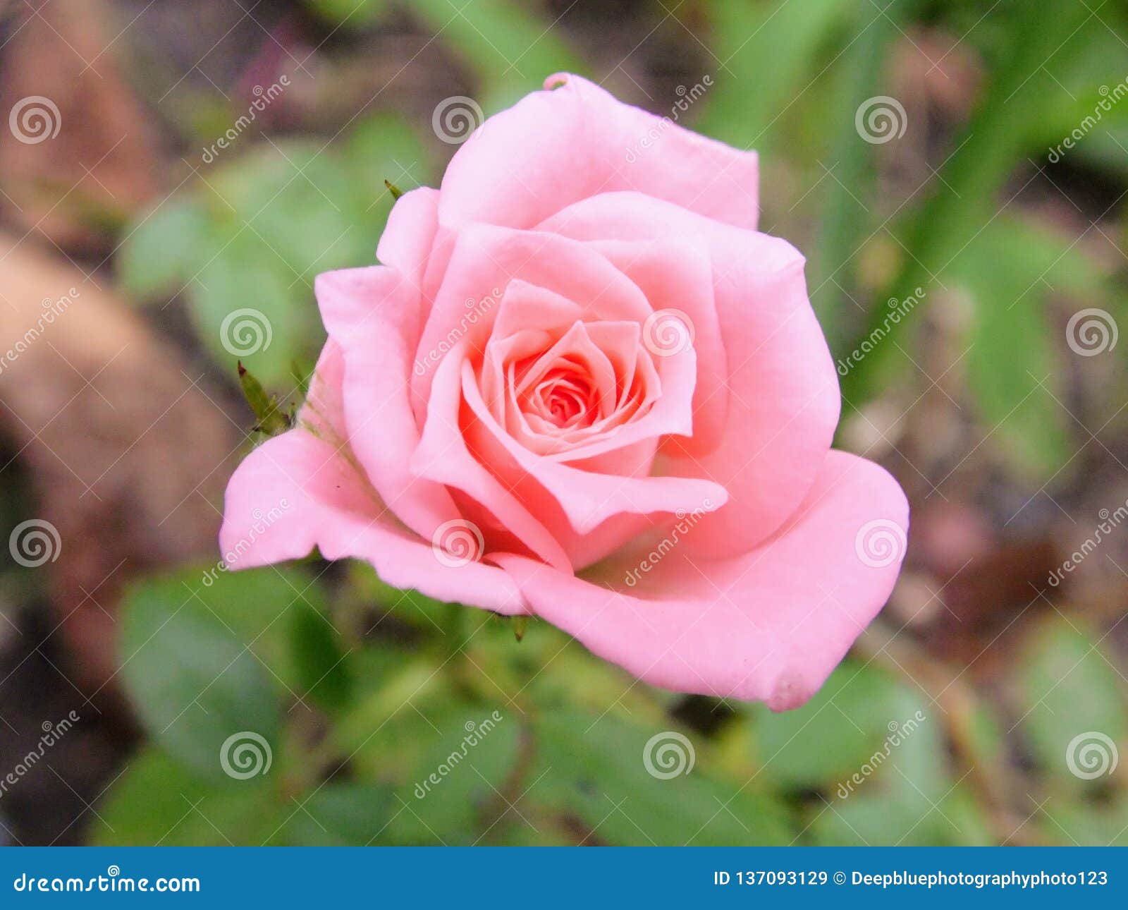 Tiny pink rose stock image. Image of pink, rose, fresh - 137093129