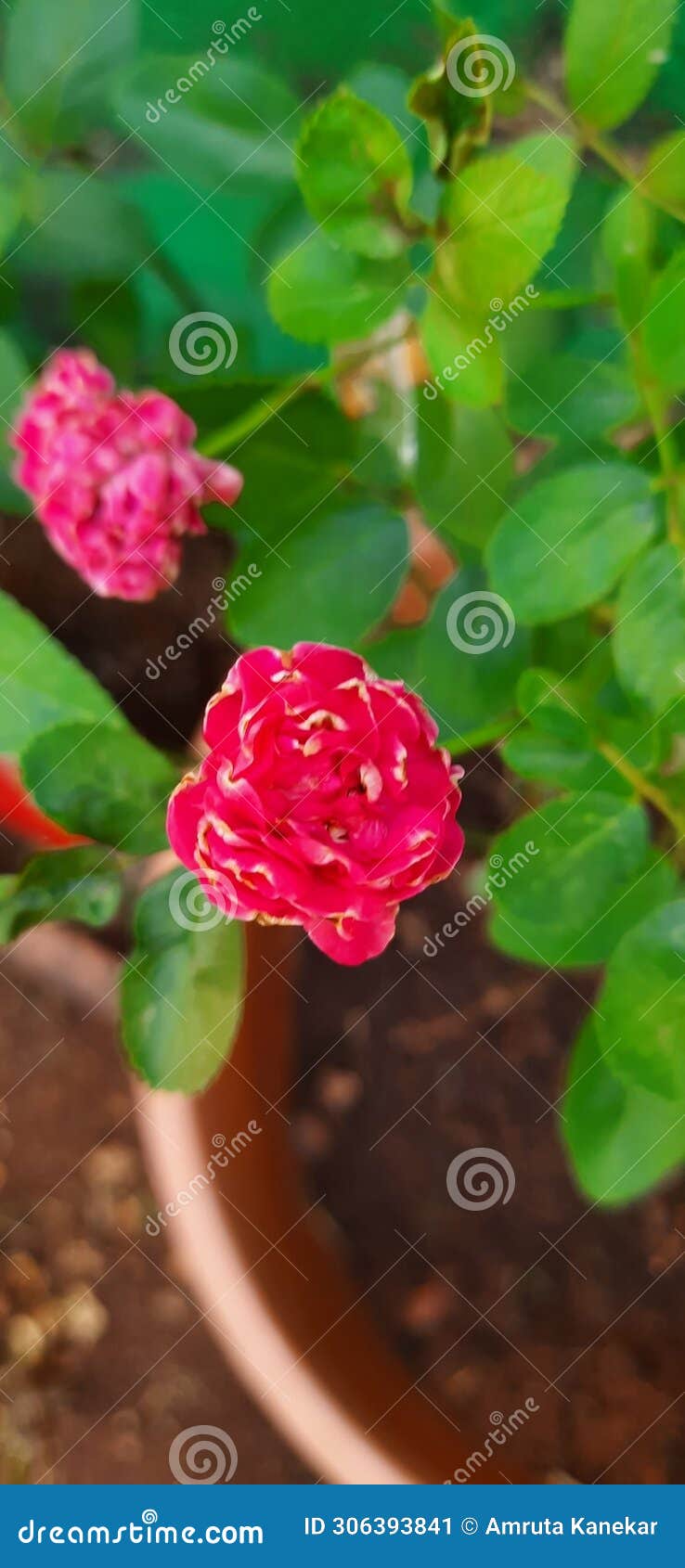 Tiny Pink Rose Flower in Garden Maharashtra Stock Image - Image of ...