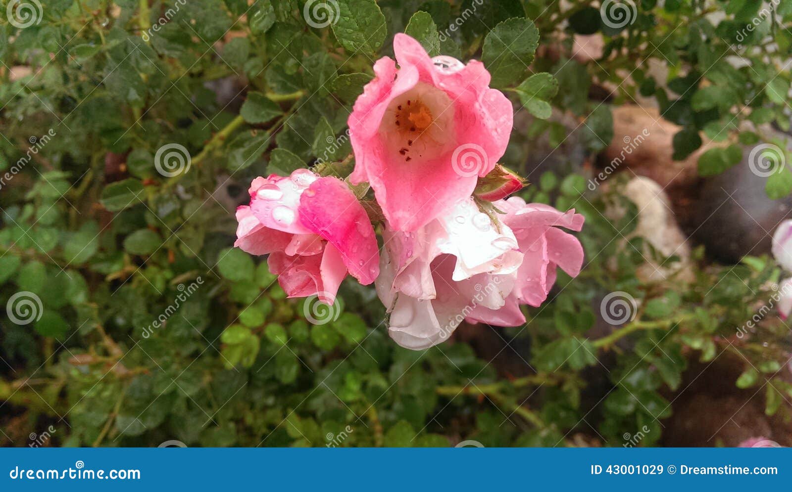 Tiny pink roses stock image. Image of tiny, pink, white - 43001029