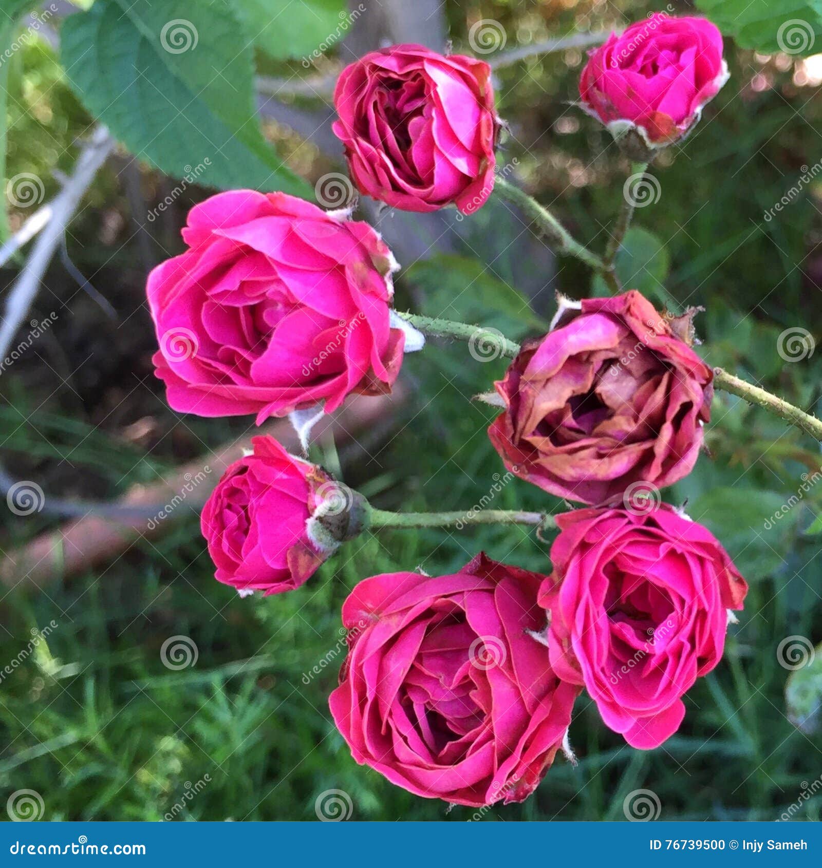 Tiny Pink Roses stock photo. Image of roses, tiny, tree - 76739500