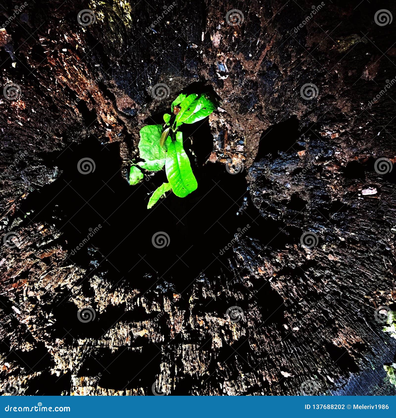 Tiny Plant Grown Inside of a Tree Trunk Stock Photo - Image of light ...