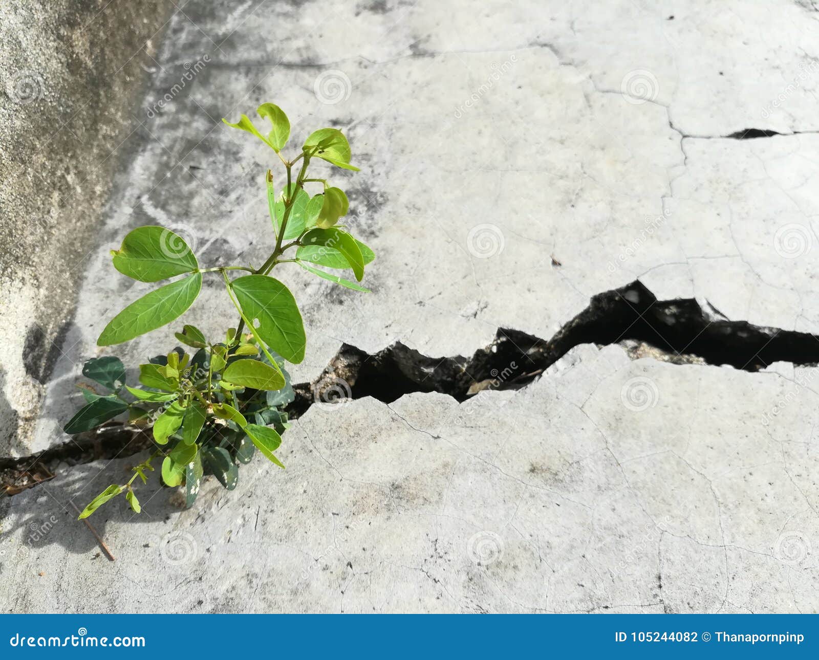 Tiny Plant Grows in the Cement Cracked. Stock Photo - Image of adaption ...