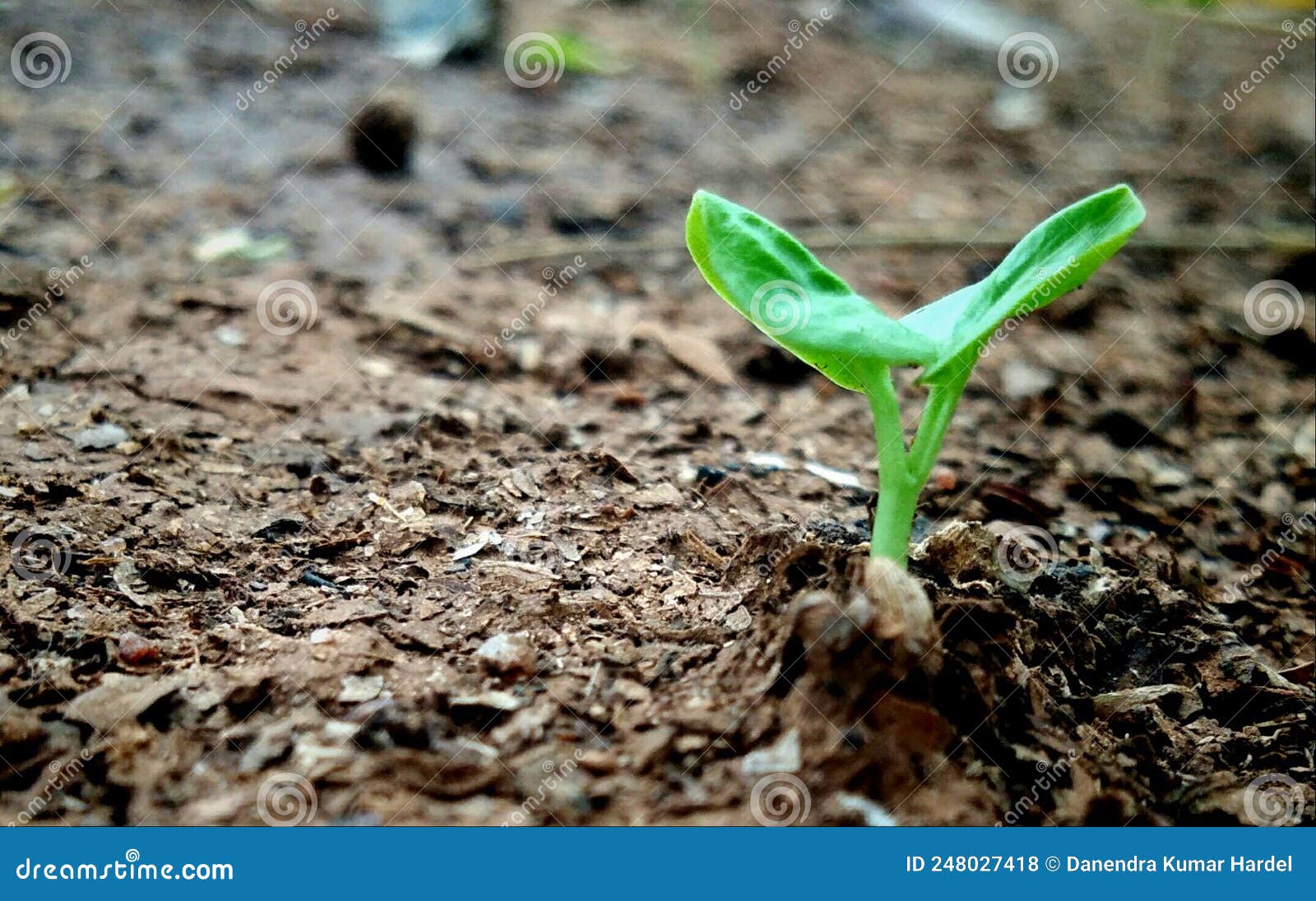 Tiny Plant Growth with Suitable Environment. Stock Photo - Image of ...