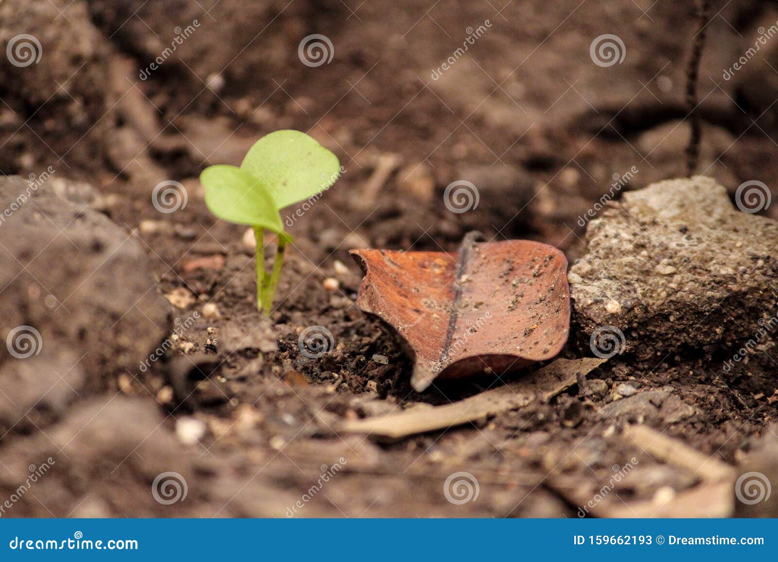 Shsjs Stock Photos - Free & Royalty-Free Stock Photos from Dreamstime