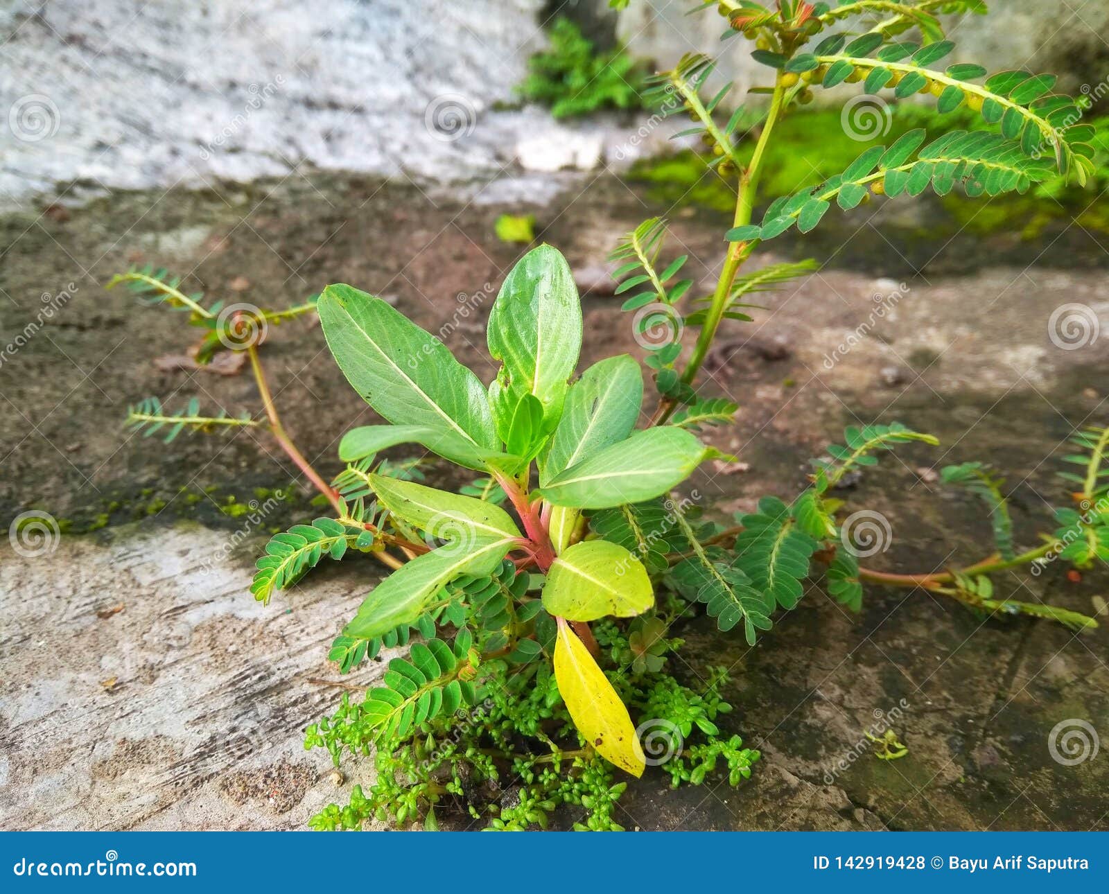 Tiny plant life stock photo. Image of closeup, natural - 142919428