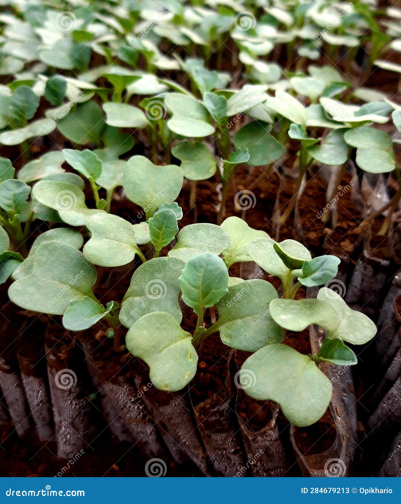Tiny Plant in Nursery Come from Small Seed Stock Image - Image of ...