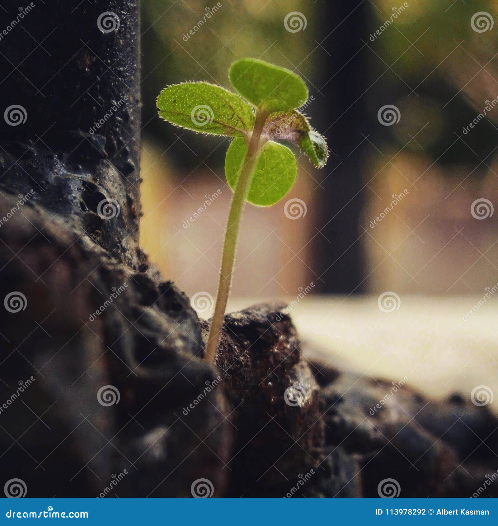 Tiny Plant stock photo. Image of newlife, greentree - 113978292