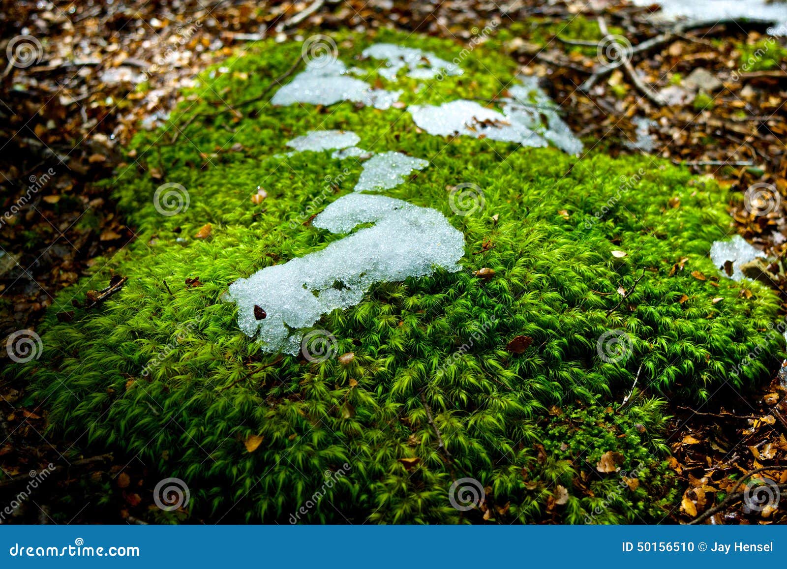 Tiny Plant with Snow stock photo. Image of melting, twigs - 50156510