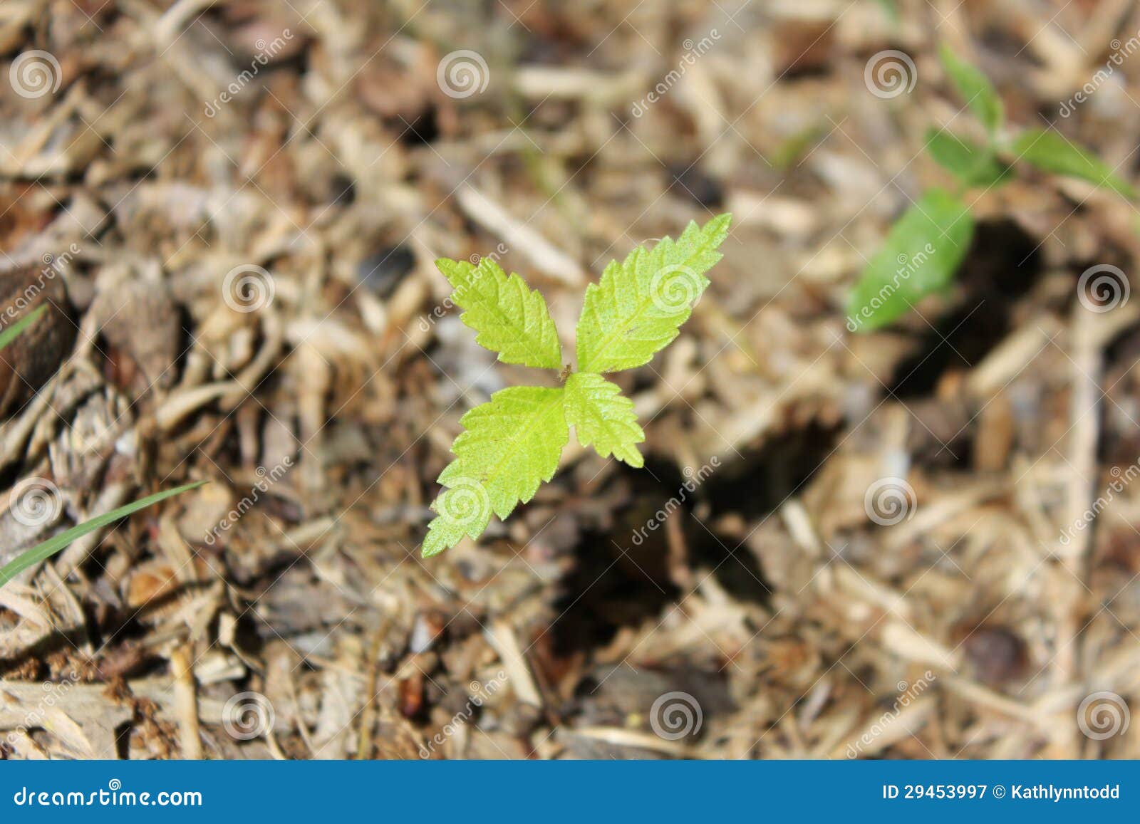 Tiny plant sprout stock image. Image of sunny, mulch - 29453997