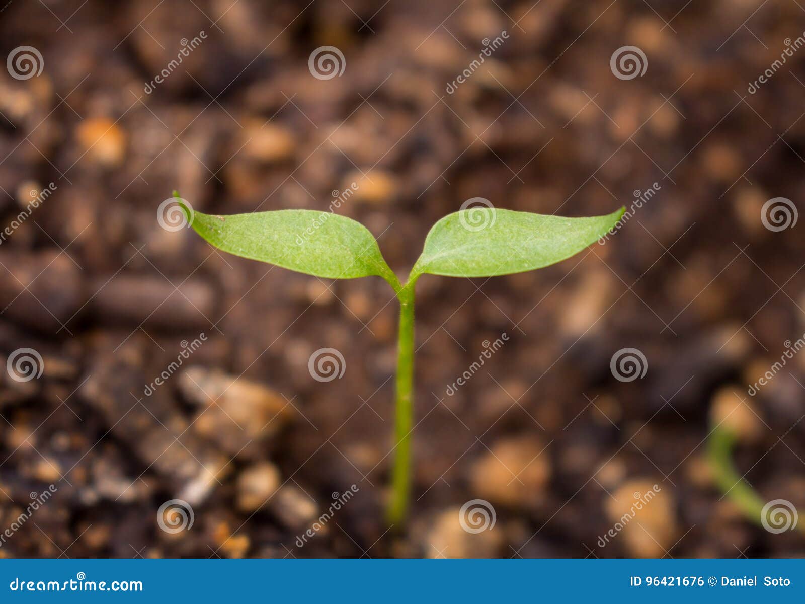 Tiny Plant with only Two Leaves. Stock Photo - Image of balance ...