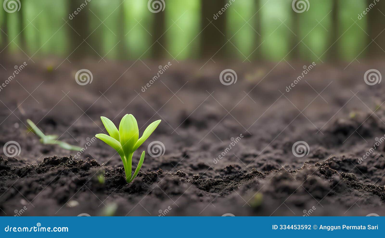 Tiny Plants Growing on Soil Mounds with a Dreamy, Blurred Forest ...