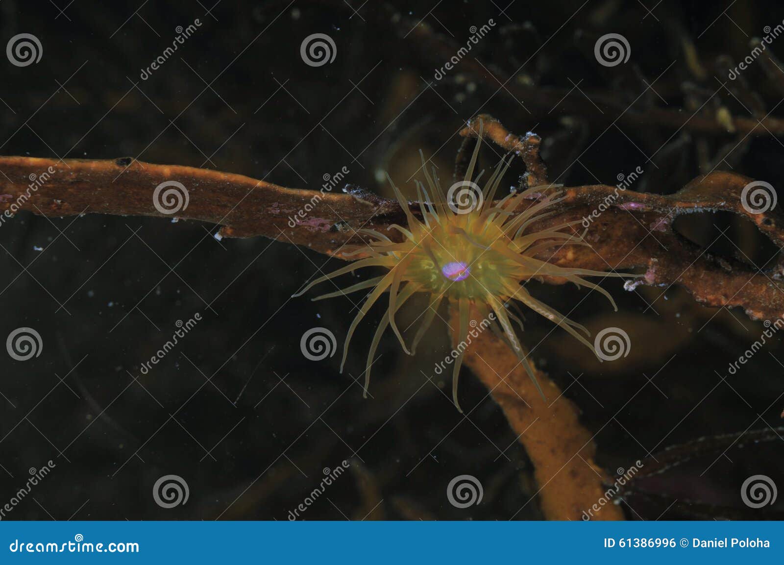 Tiny polyp stock photo. Image of prey, predator, polyp - 61386996