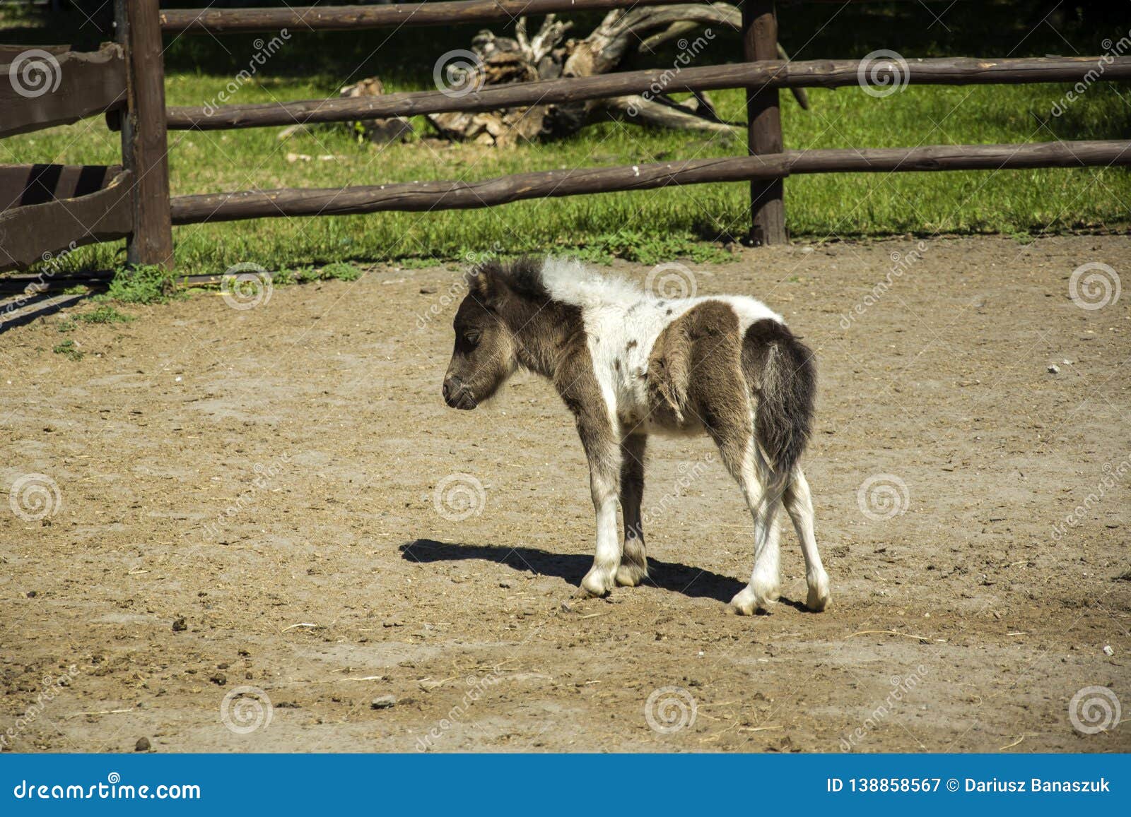 Tiny pony on the paddock stock image. Image of farm - 138858567