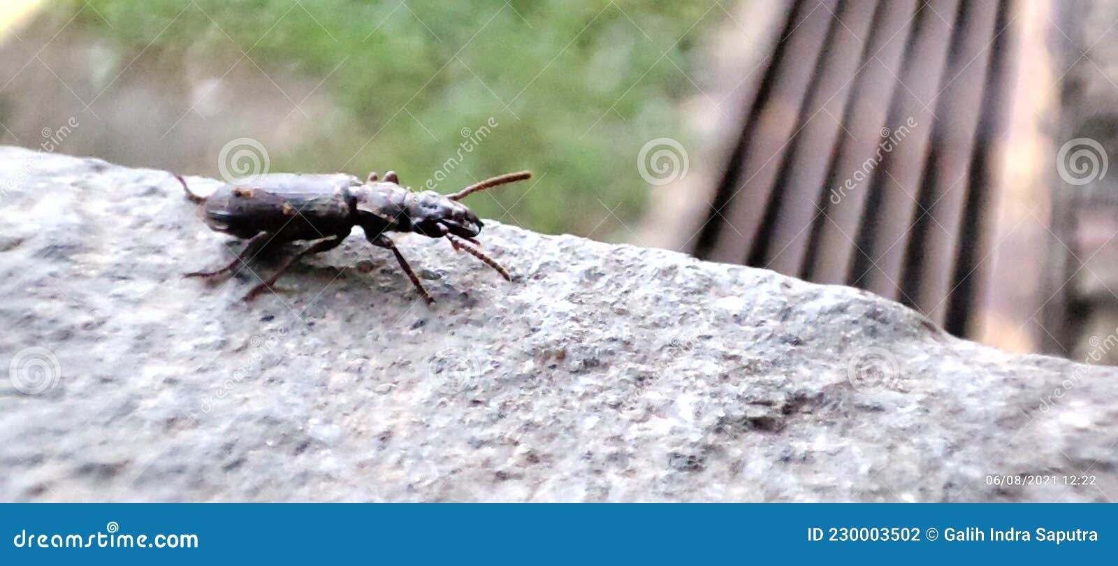 Tiny Poor Insect Stock Photos - Free & Royalty-Free Stock Photos from ...