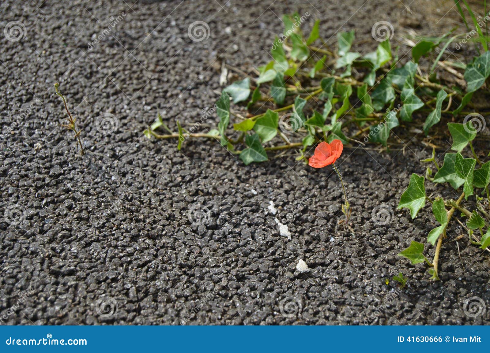 A tiny poppy flower stock photo. Image of fighter, poppy - 41630666