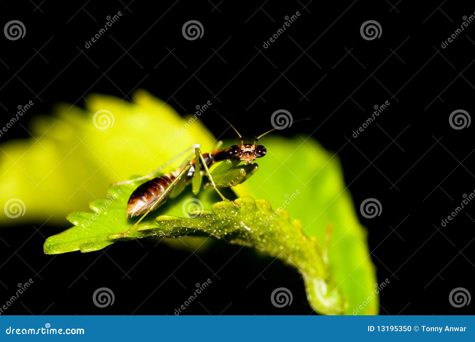 Tiny Praying Mantis stock photo. Image of mantis, green - 13195350