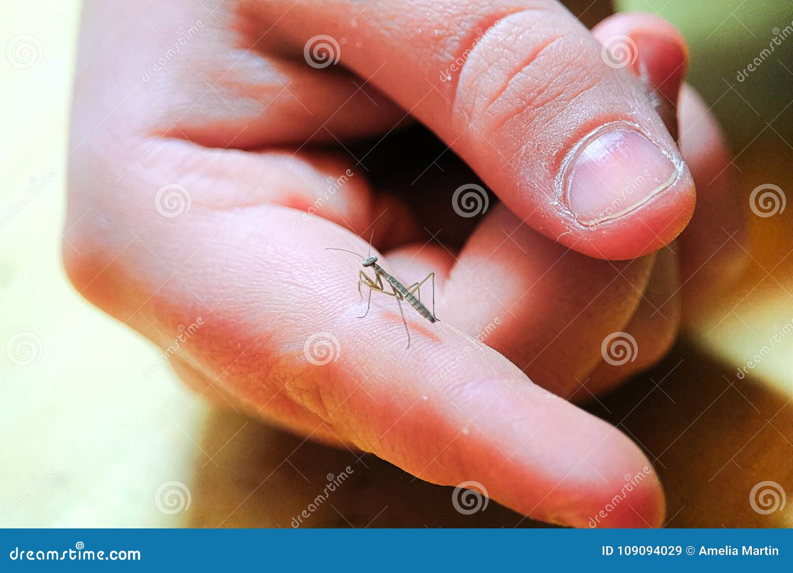 A Tiny Praying Mantis on a Finger Stock Image - Image of hatch, mantis ...