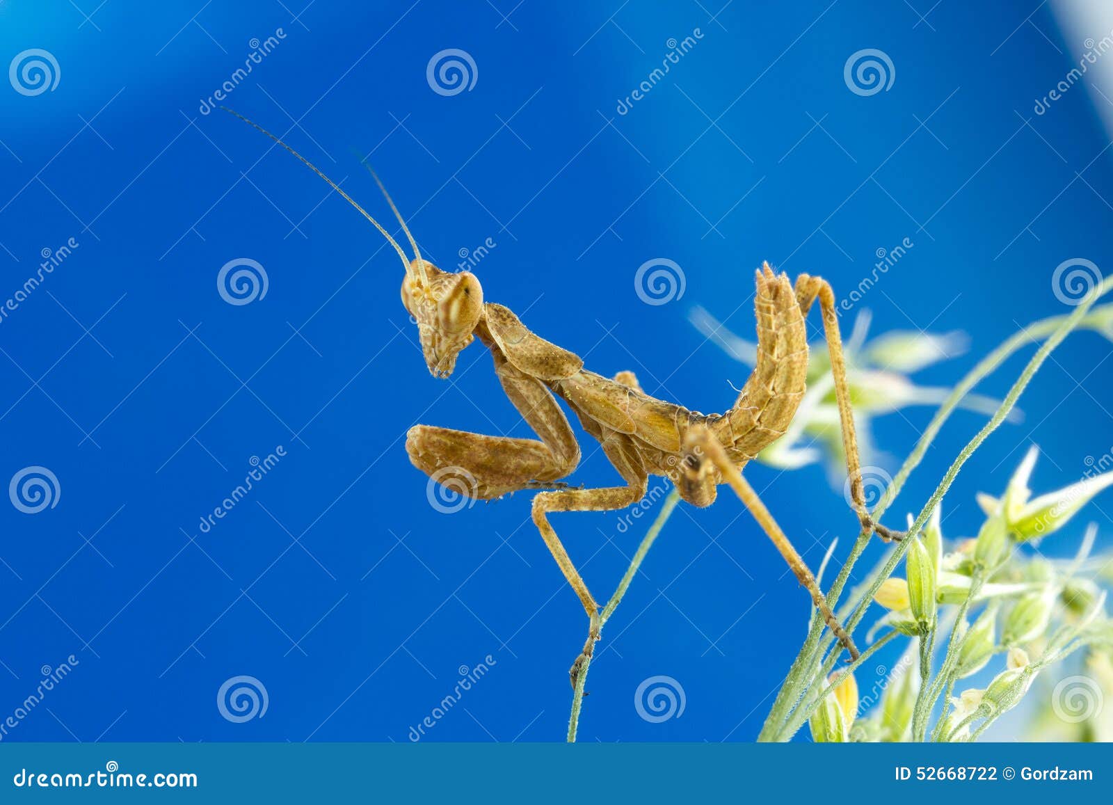 Tiny Praying Mantis stock photo. Image of camera, insects - 52668722
