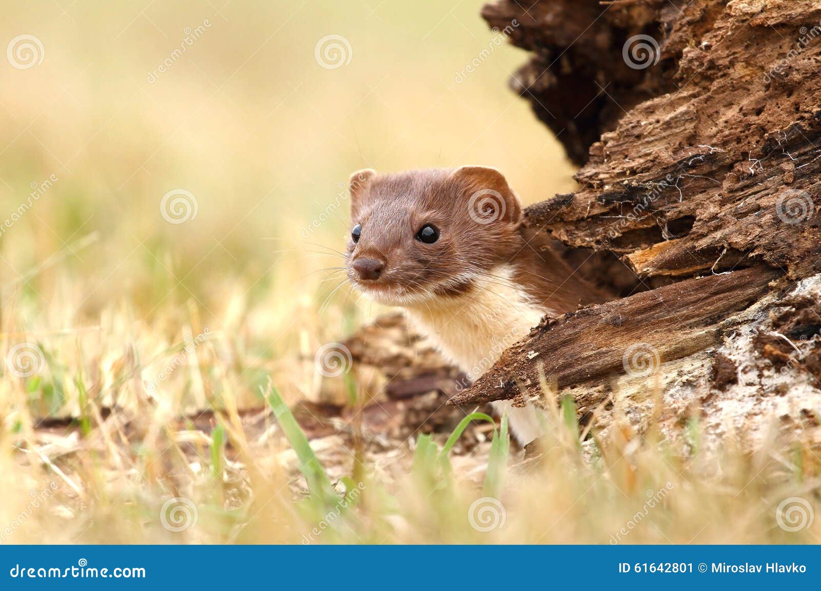 Tiny predator stock image. Image of predator, adorable - 61642801