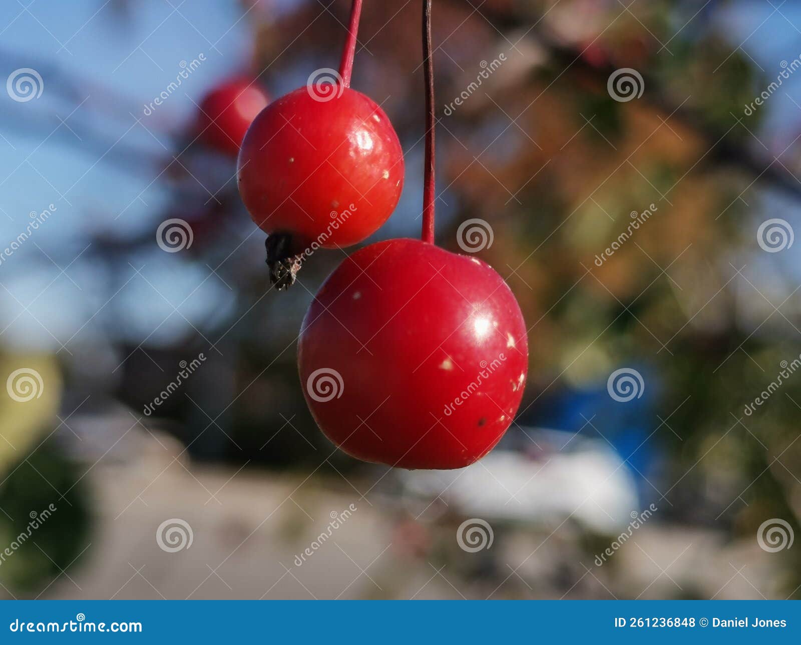 Tiny pretty red berry stock photo. Image of autumn, strawberry - 261236848