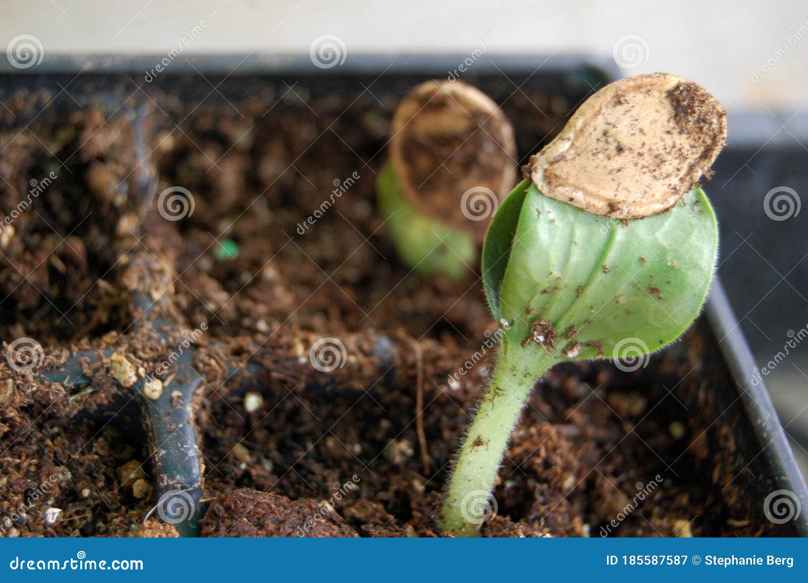 Tiny Pumpkin Seedling Coming Out of Pumpkin Seed Stock Image - Image of ...