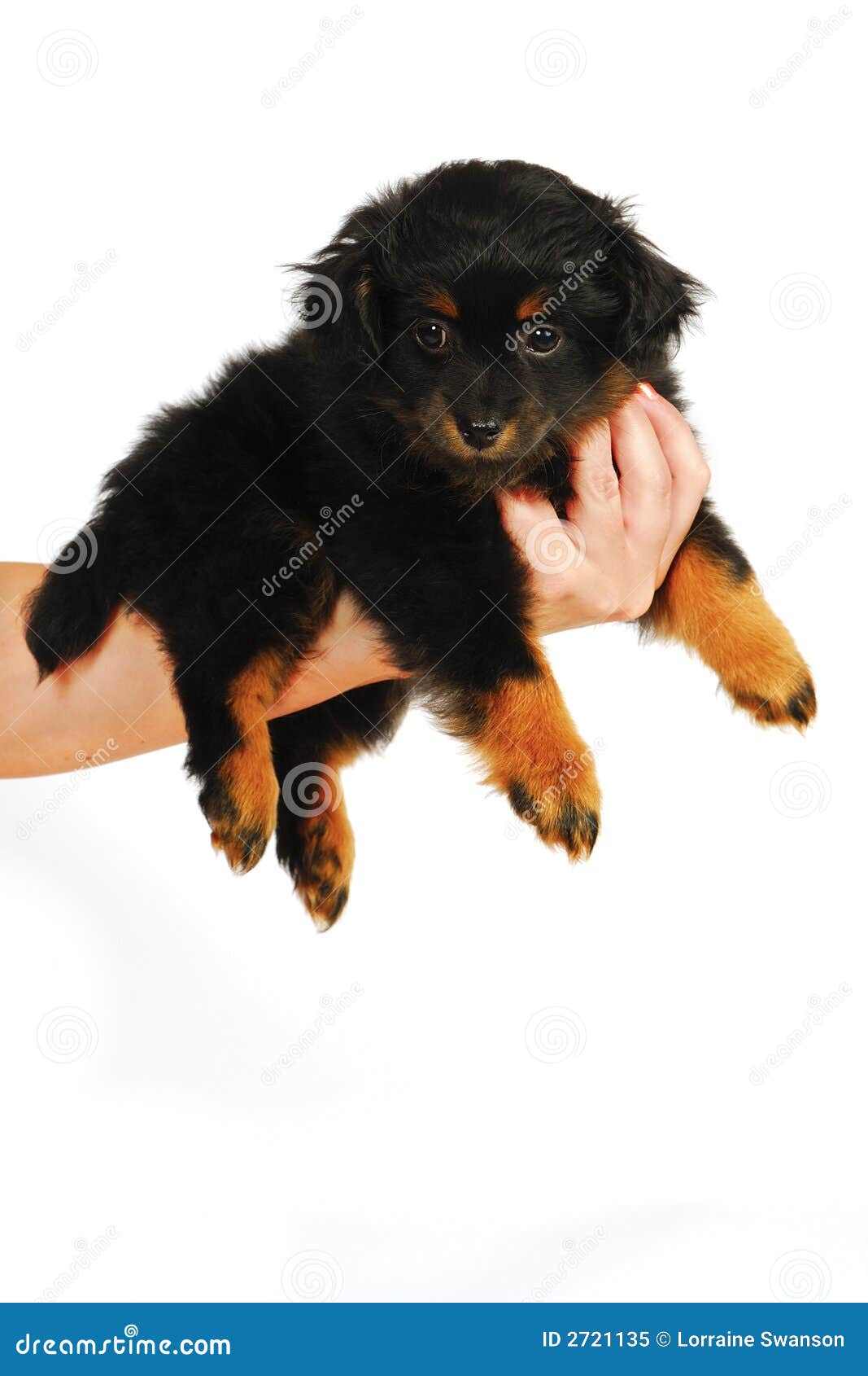 Tiny Puppy Dog in Hand stock image. Image of isolated - 2721135