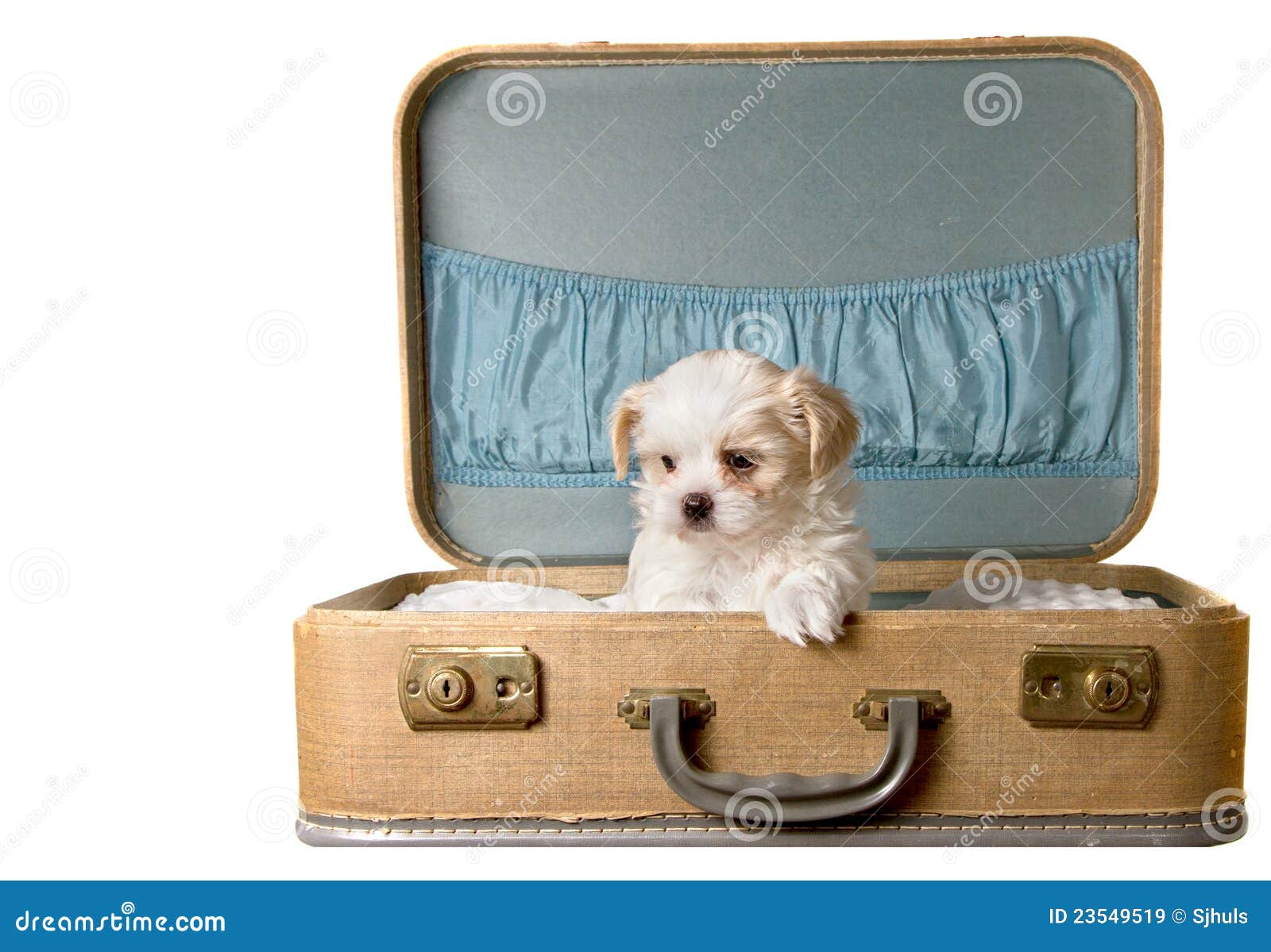 Tiny Puppy in a Vintage Suitcase Stock Image - Image of small, animal ...